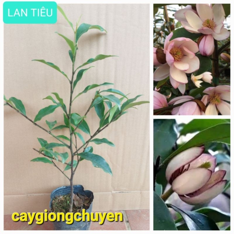 CÂY GIỐNG HOA LAN TIÊU HOA THƠM NHƯ MÙI CHUỐI CHÍN | Shopee Việt Nam