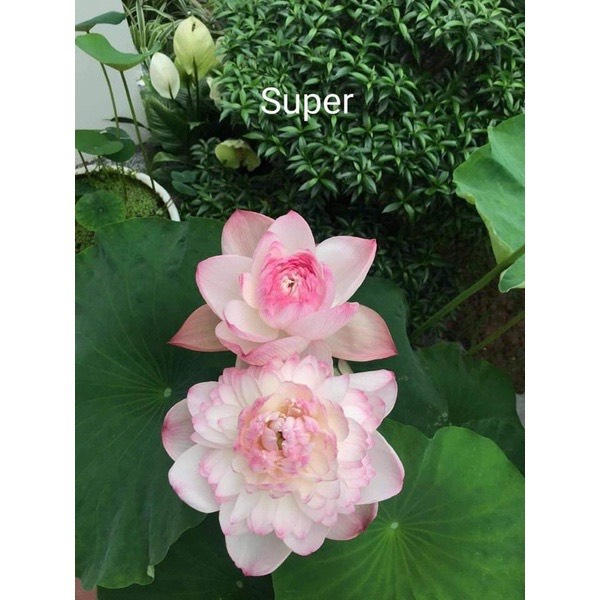 Củ sen Super lotus ra hoa sau 45 ngày | Shopee Việt Nam