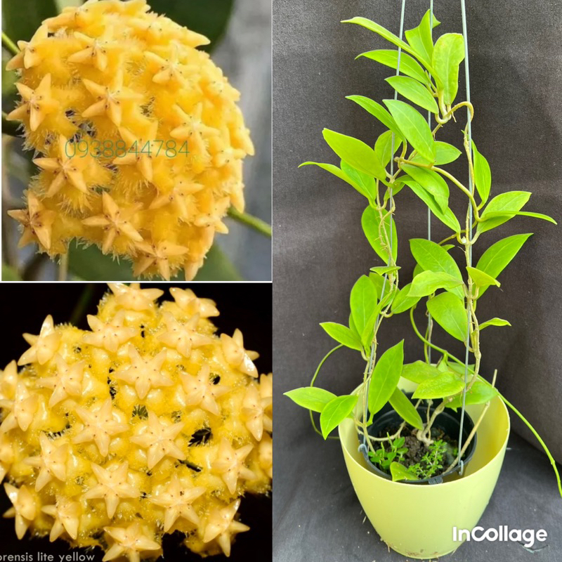 Hoa Cẩm cù - Hoya Mindorensis yellow thân leo, nhiều kích thước, hoa đẹp và sai hoa | Shopee ...