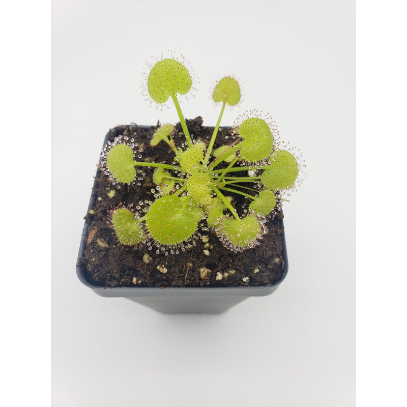 Cây gọng vó prolifera, drosera prolifera | Shopee Việt Nam