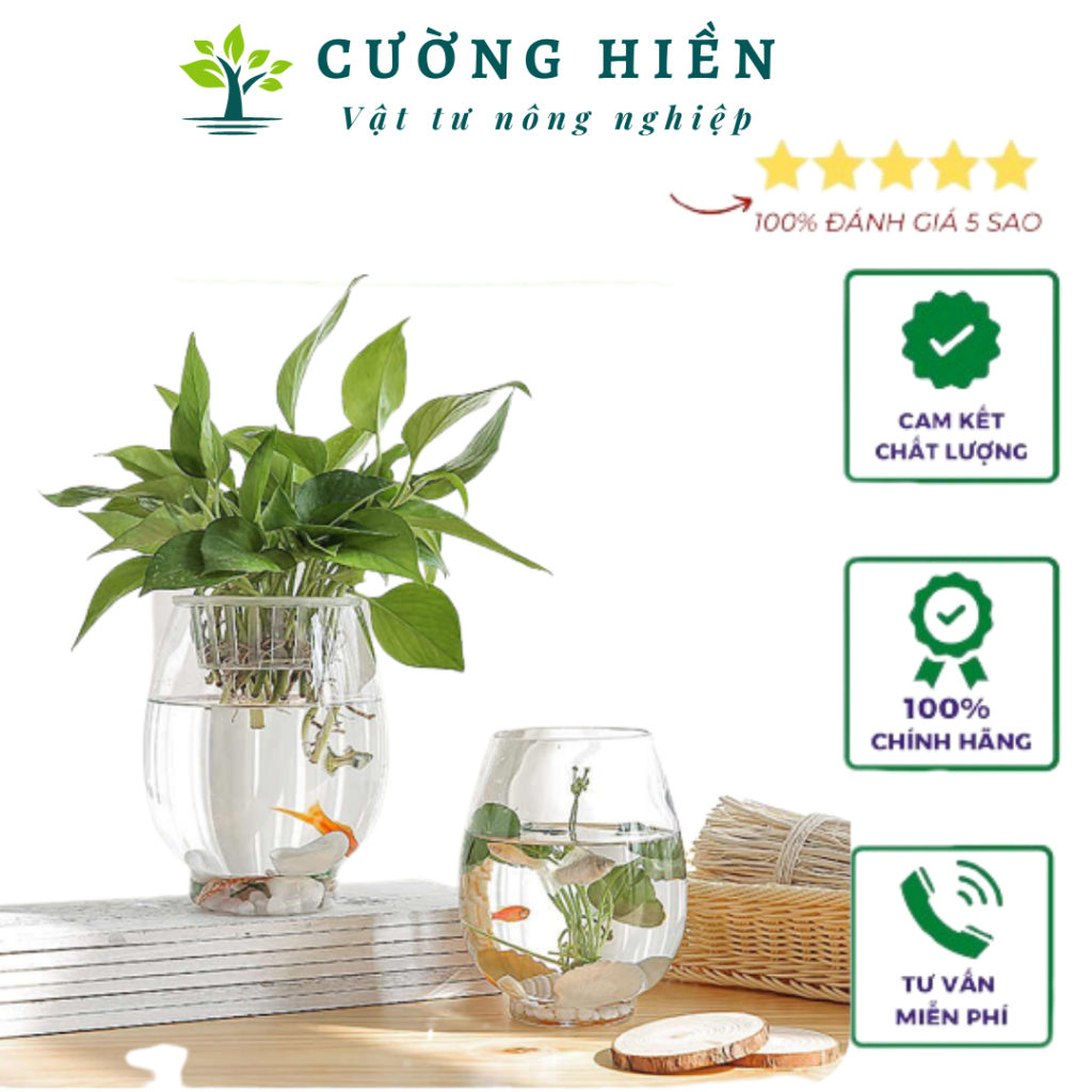 Chậu trồng cây thuỷ sinh 10x17cm đã bao gồm giỏ đặt cây chậu nhựa trong suốt | Shopee Việt Nam