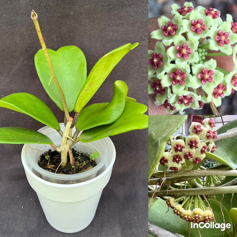 Chậu hoa Cẩm cù Hoya Kerrii xanh để bàn làm việc kích thước như hình ...