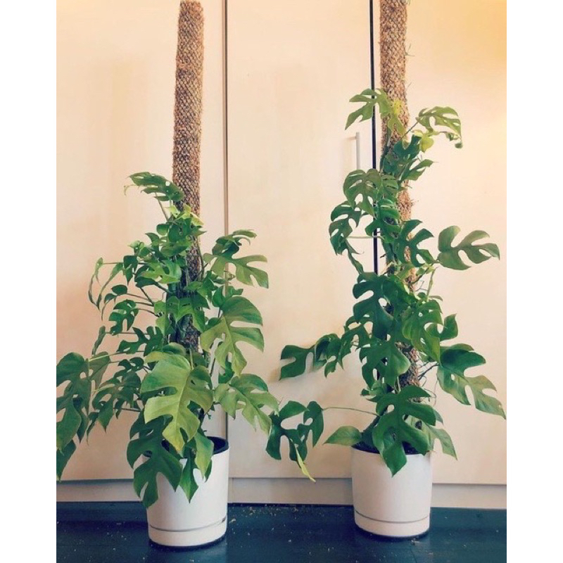 Cây Monstera mini leo - hình thật | Shopee Việt Nam