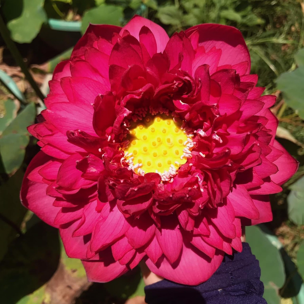 Sen Thái - Sen Red Rosygrow | Shopee Việt Nam