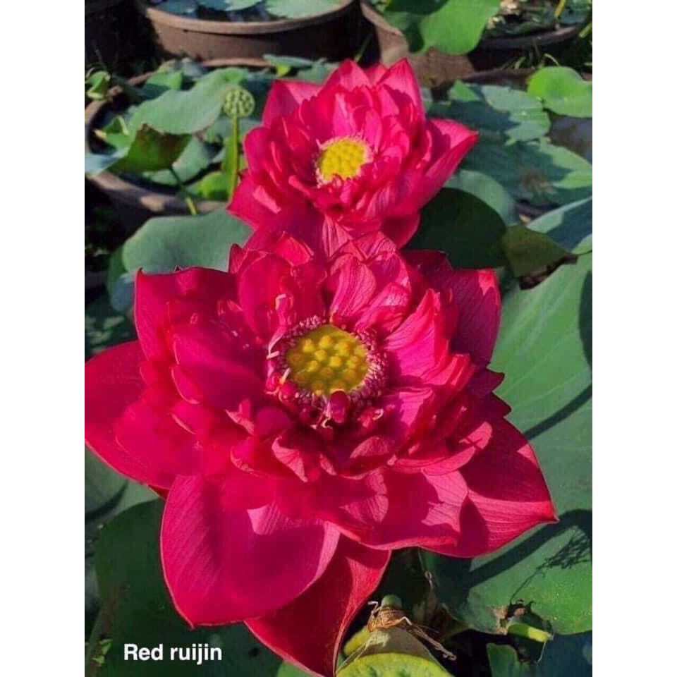 Sen Red Ruijin_ Củ Sen Giống | Shopee Việt Nam