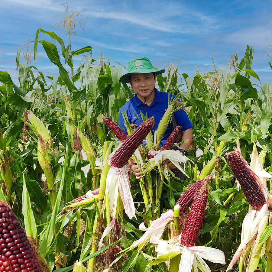 Hạt giống ngô trái cây Fruit Corn 141 Ăn tươi, không cần luộc chống oxy ...