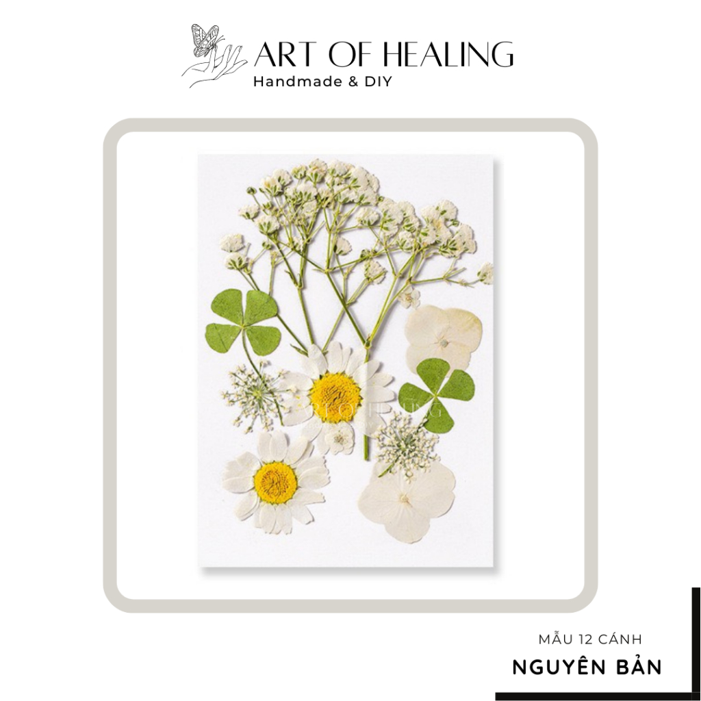 [AOH - Art of Healing] Set hoa ép khô các loại trang trí nến, resin, sổ ...