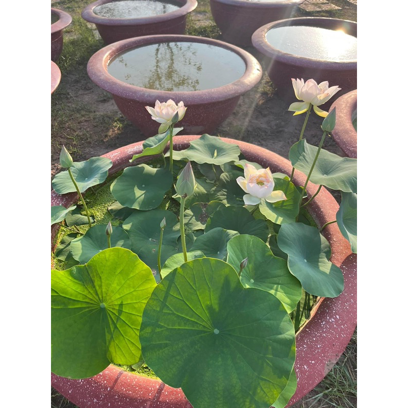 Củ sen Can Can | Shopee Việt Nam