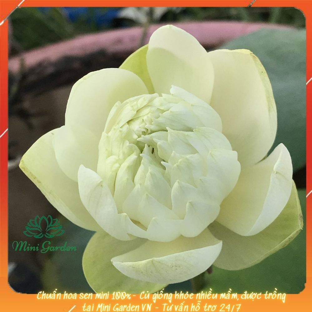 Củ sen mini Mint Sugar, củ sen giống, sen mini nhật nhiều màu | Shopee ...