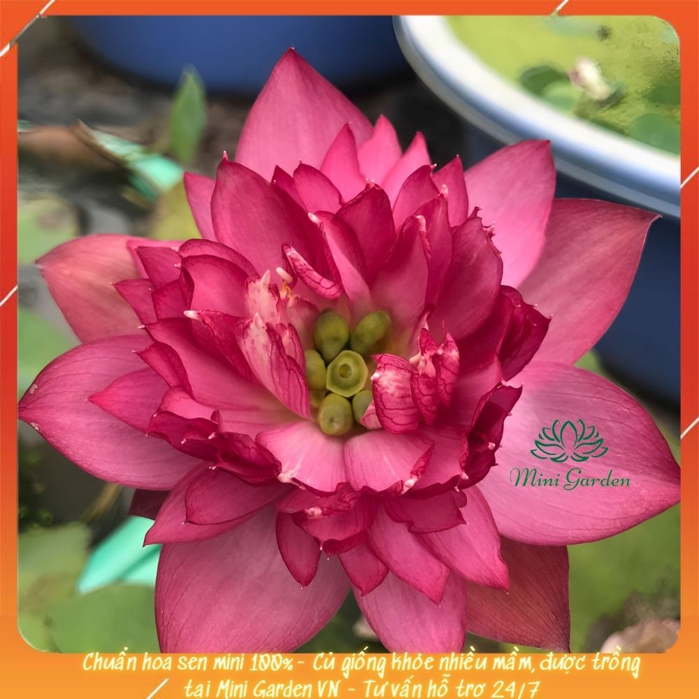 Củ sen mini queen of heart hoa sen mini nhật dễ trồng củ sen mini nhiều ...