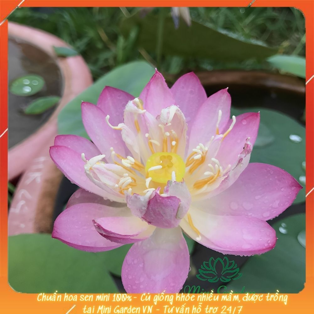 Củ sen mini Spark hoa sen mini nhật dễ trồng củ sen giống | Shopee Việt Nam