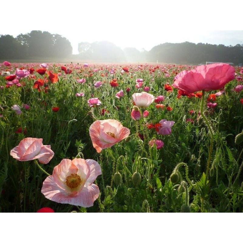 hạt giống hoa coquelicot | Shopee Việt Nam
