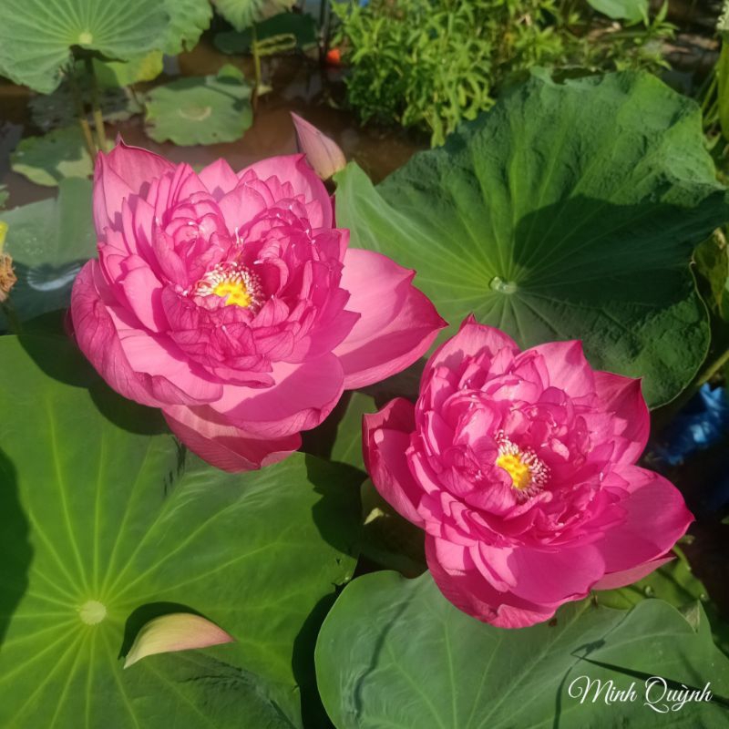 Củ sen Super red (phom hoa to) | Shopee Việt Nam