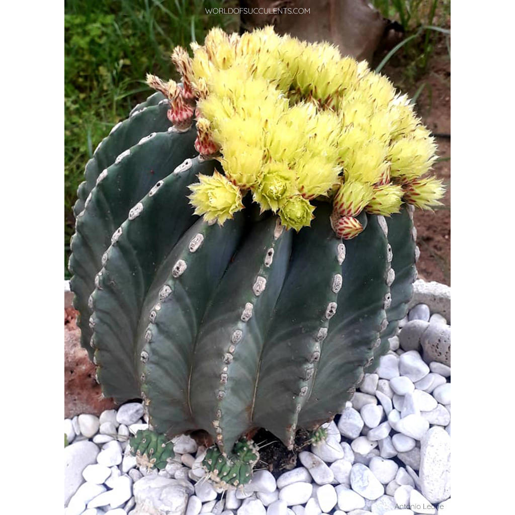 Chậu xương rồng con không gai/1 gai, kích thước 4-5cm- Ferocactus ...