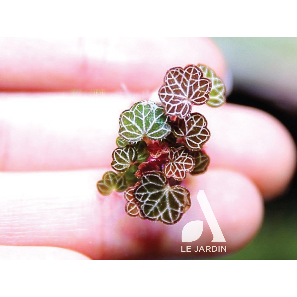 Micro Begonia Strawberry, Hải Đường Mini, cây mini, Begonia hiếm, rất ...