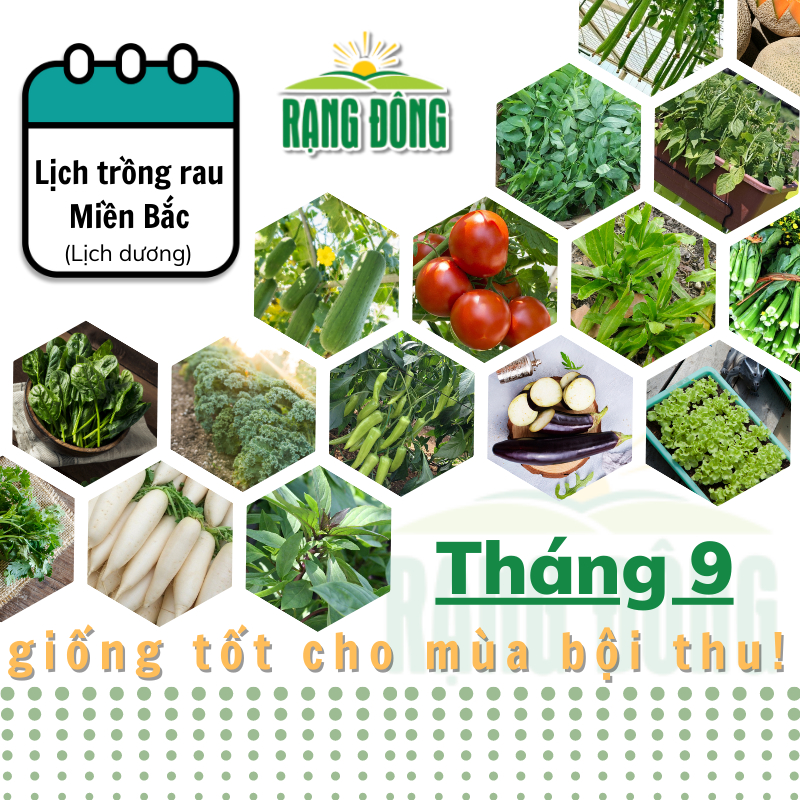 Hạt giống Rau Củ Quả trồng theo mùa ở miền Bắc, tháng 9 này trồng rau gì? - Hạt giống Rạng Đông ...