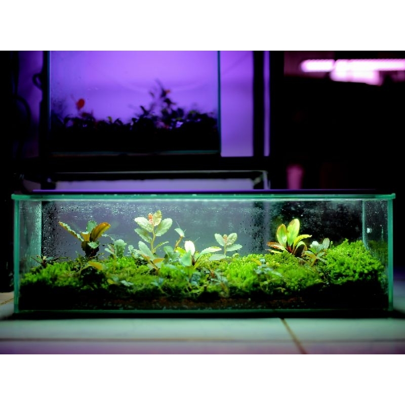 Bucep mix dùng để trồng Terrarium | Hàng ngọn | lá cạn | Shopee Việt Nam