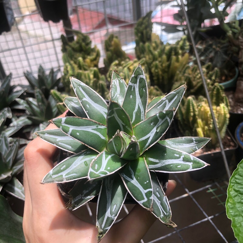 Cây sen đá dứa nữ hoàng Avage Victoria Qeen size chậu 7cm | Shopee Việt Nam