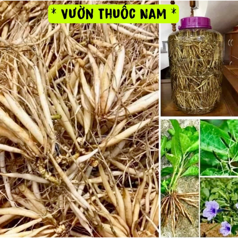 củ sâm tanh tách ,củ sâm đất ,củ sâm nổ | Shopee Việt Nam