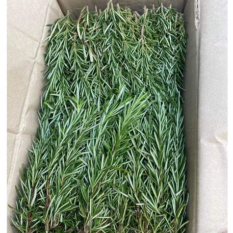 Lá hương thảo tươi ,Fresh Rosemary tươi bán lẻ cành | Shopee Việt Nam