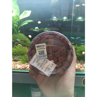 Thức ăn cá dán Biozym trùn huyết - Red Worm Patch Feed- viên dán trùng huyết giun đỏ cho cá tép ...