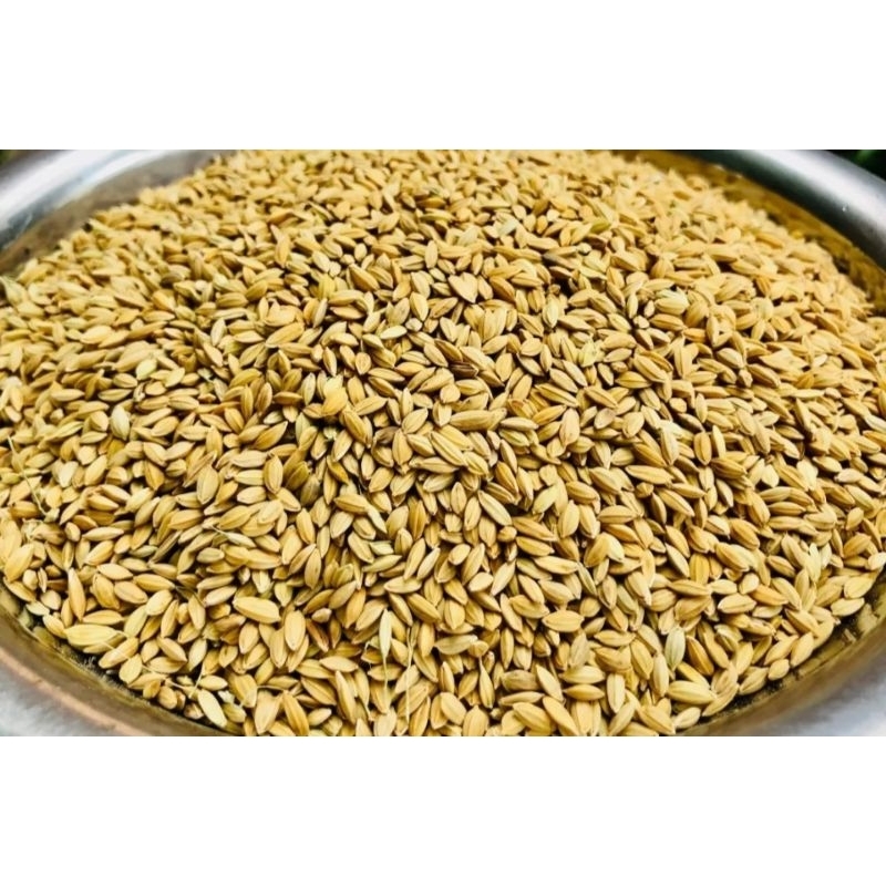 [HCM] 1kg Lúa Tiêu hạt đỏ cho Chim cu gáy, Gà Đá | Shopee Việt Nam