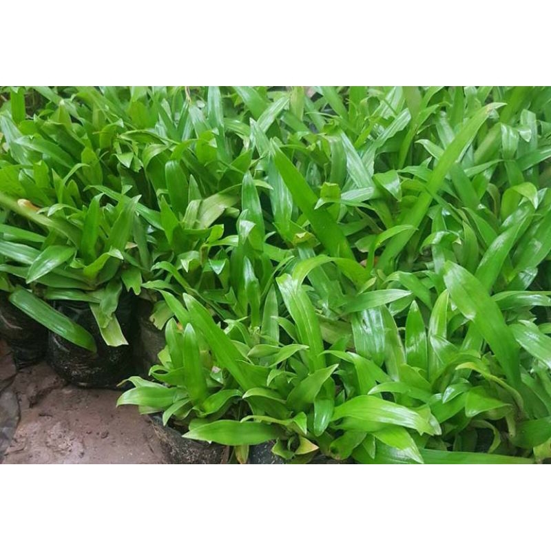 Lá cây bao tử tươi, Lá cây Linh chi thảo tươi | Shopee Việt Nam