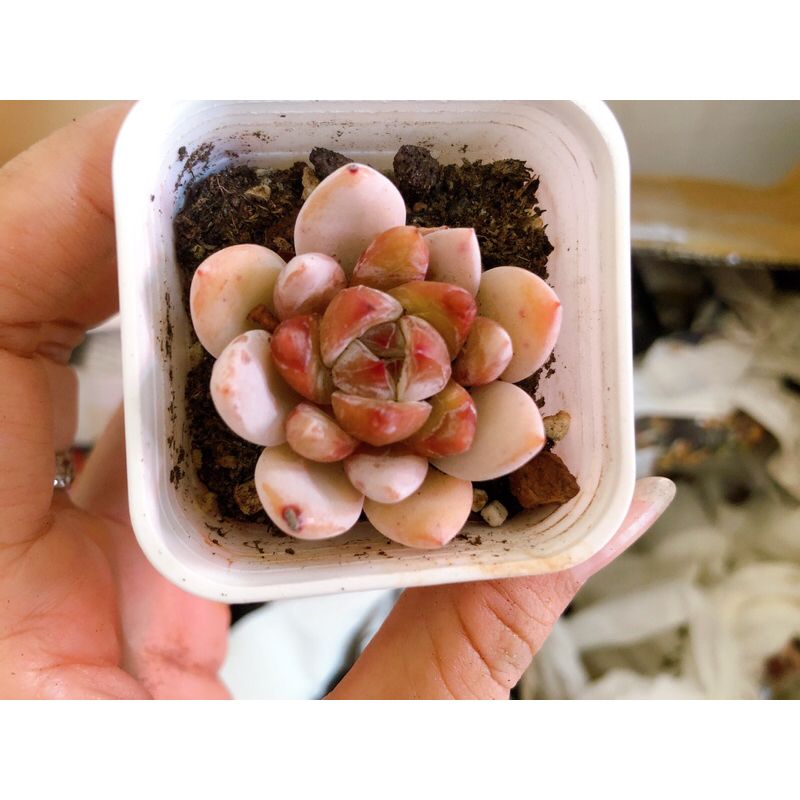 sen đá monroe có tâm đỏ | Shopee Việt Nam