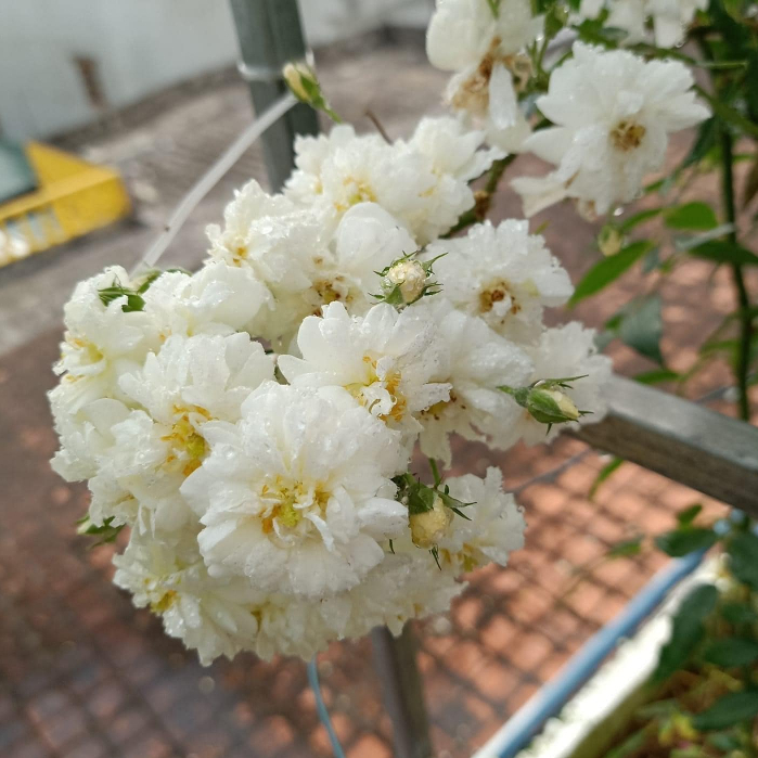 Hoa hồng leo Snow Goose rose (hoa hồng ngỗng tuyết) | Shopee Việt Nam