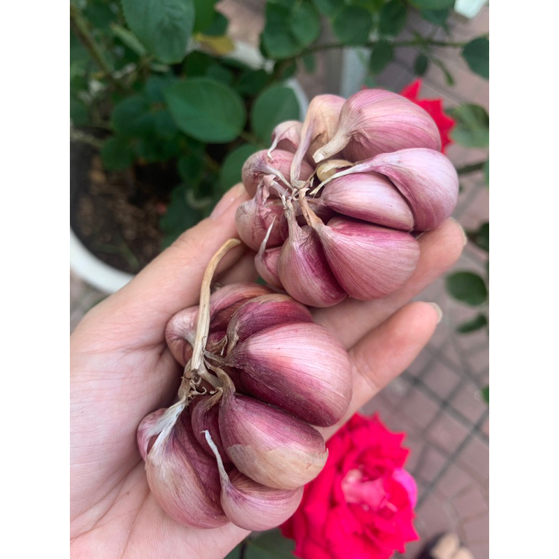 Tỏi tím Phan Rang - Chigo Farm - Tỏi Việt đạt chuẩn - Hàng lựa từng củ ...