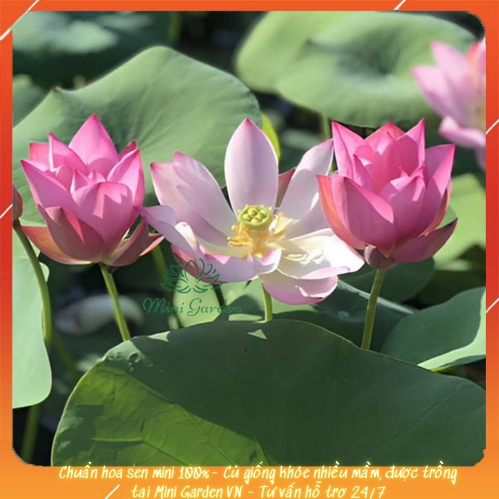 Củ sen mini single wing- hoa sen mini nhật dễ trồng- củ sen giống nhiều ...