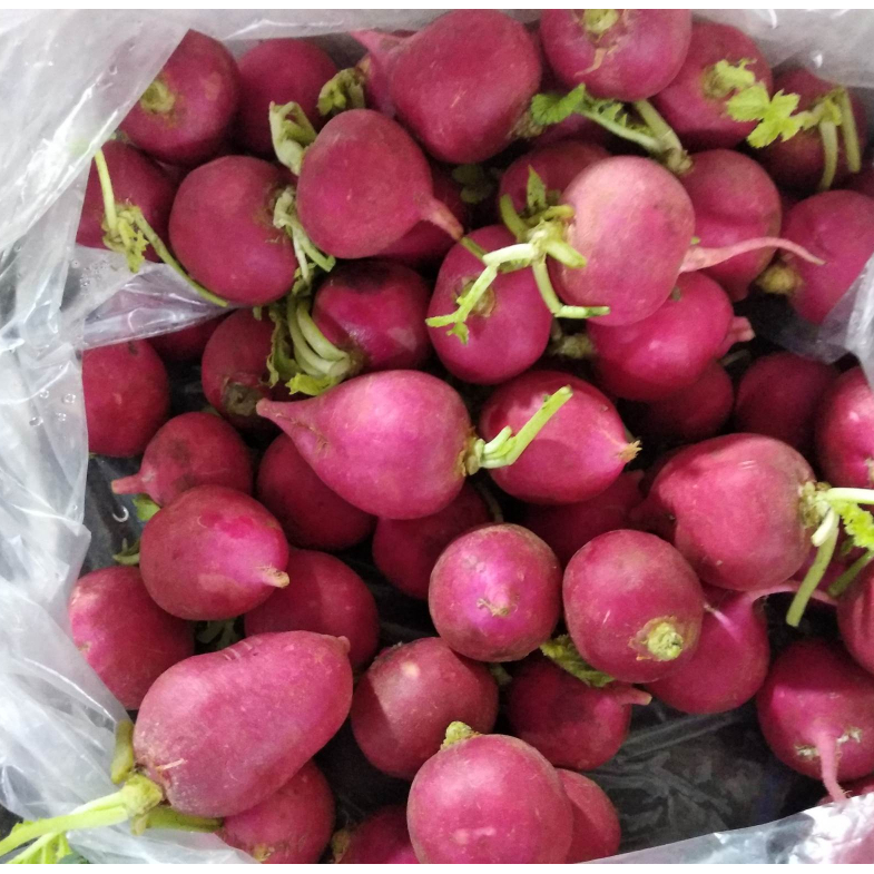 Củ cải đỏ Fresh Radish 1kg(CHỈ GIAO MIỀN BẮC) | Shopee Việt Nam