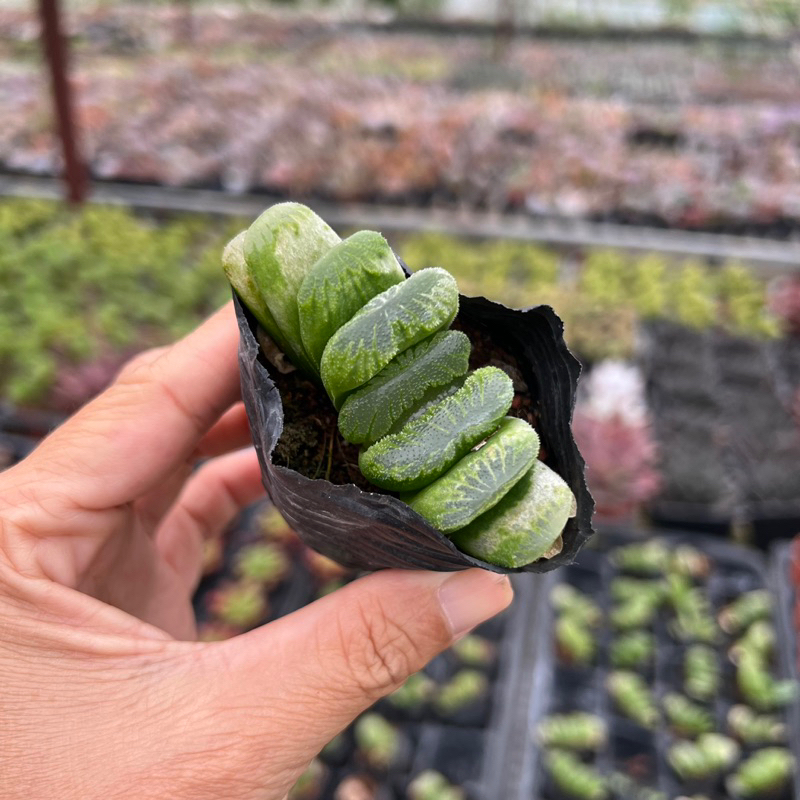 [CÓ GIÁ SỈ] sen đá Hawothia truncata size bầu 3-4cm | Shopee Việt Nam