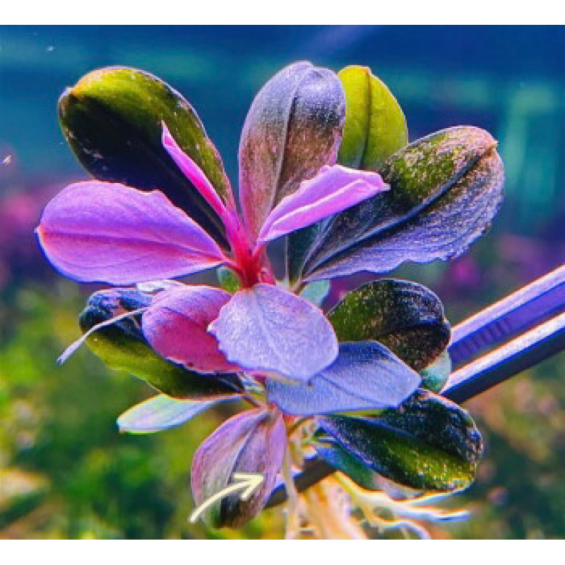 Bucephalandra Pink Malawi -KHÔNG CO2- Cây Thuỷ Sinh - AquaSeed | Shopee ...