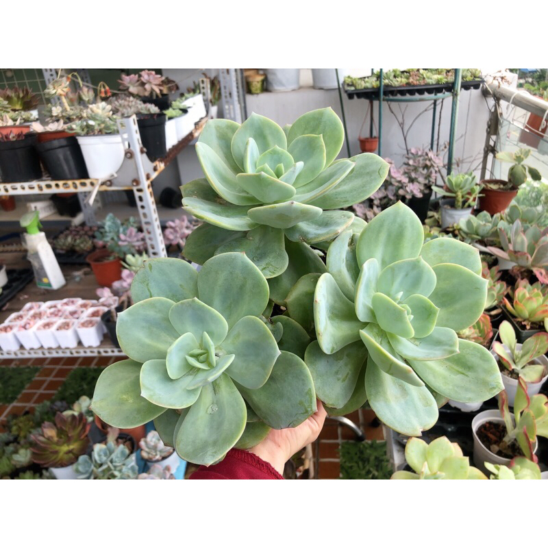 sen đá bèo Nhật chung góc 25cm | Shopee Việt Nam