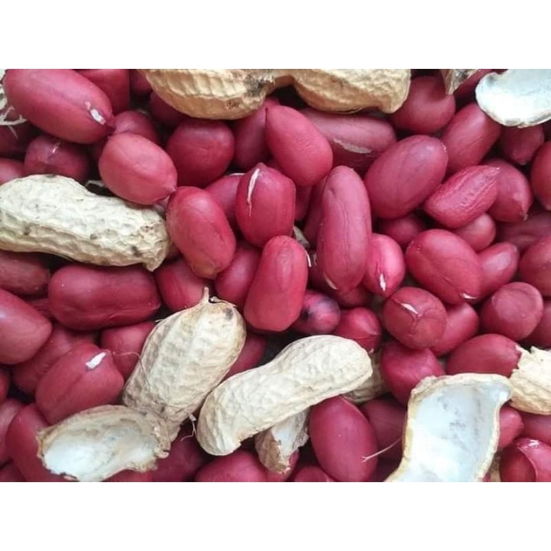 hạt giống lạc đỏ , đậu phộng đỏ. tỷ lệ nảy mầm trên 95% [500gr giống ...