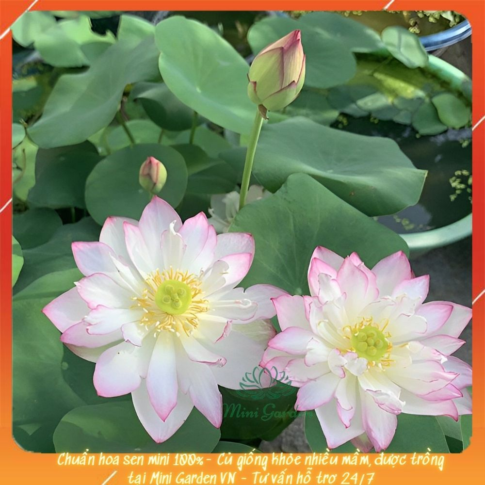 Củ sen mini rung động, củ sen giống, sen mini nhật nhiều màu | Shopee ...