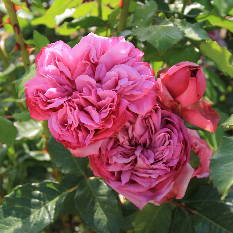 Hoa hồng leo Pompadour Rose - hoa to, thơm | Shopee Việt Nam