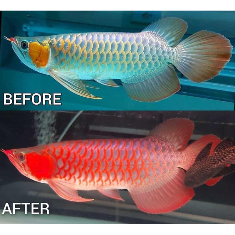 ĐÈN MAYIN SUPER COLOUR PLUS | Shopee Việt Nam