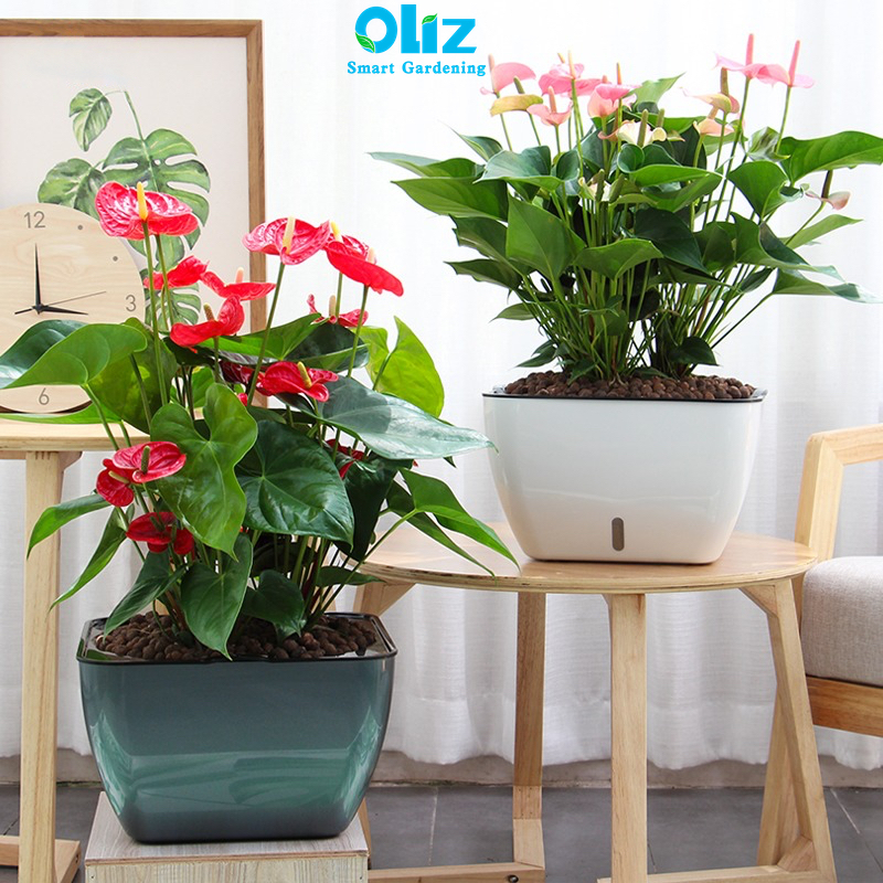 Chậu trồng cây Oliz G1135. Chậu trồng cây thông minh tự tưới | Shopee ...