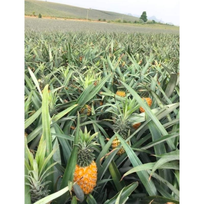 Giống Dứa Vàng MD2 - Khóm Dứa - Hom Dứa Mật Trái Lớn | Shopee Việt Nam