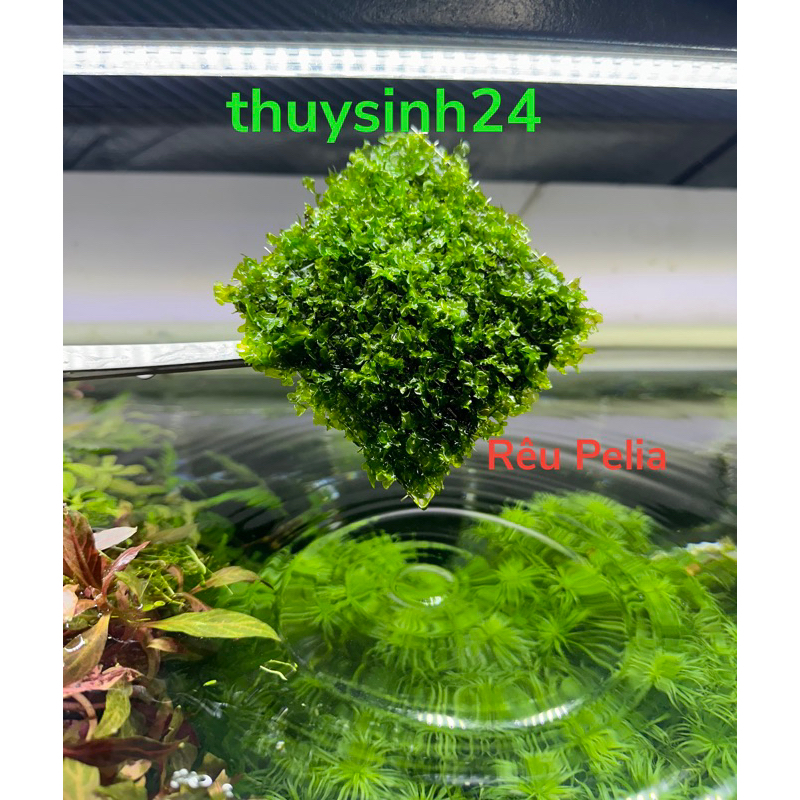 Rêu thuỷ sinh mini taiwan | Pelia | weeping Sin | us fiss | flame ...
