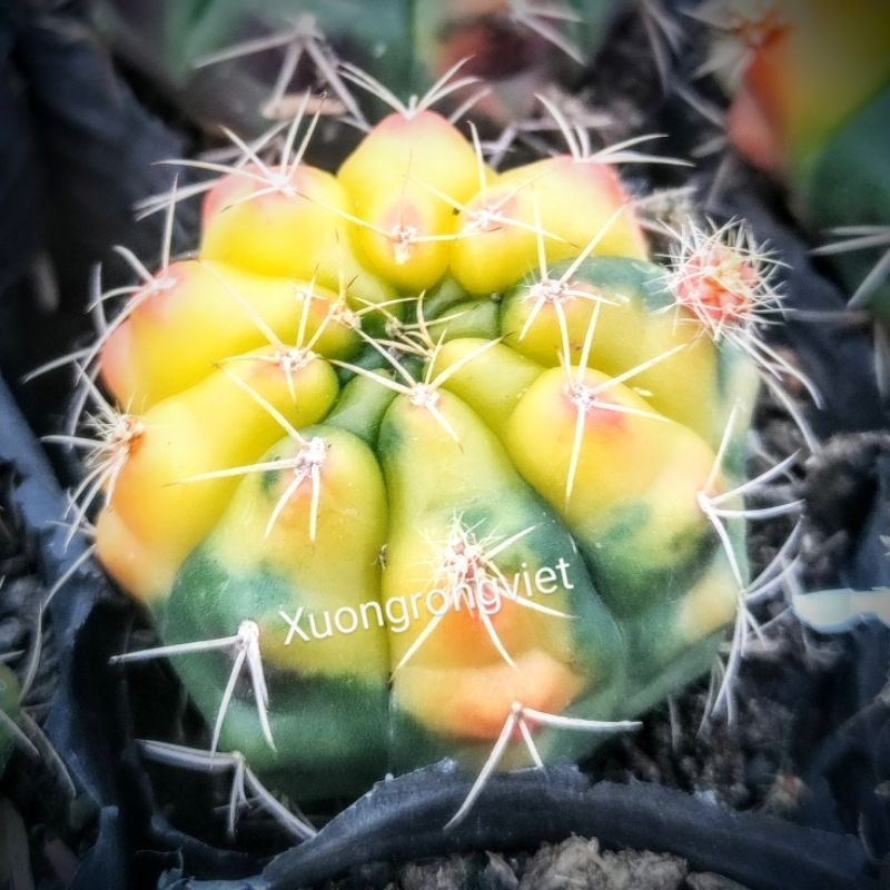 Xương rồng Gym Damsi lem | Shopee Việt Nam