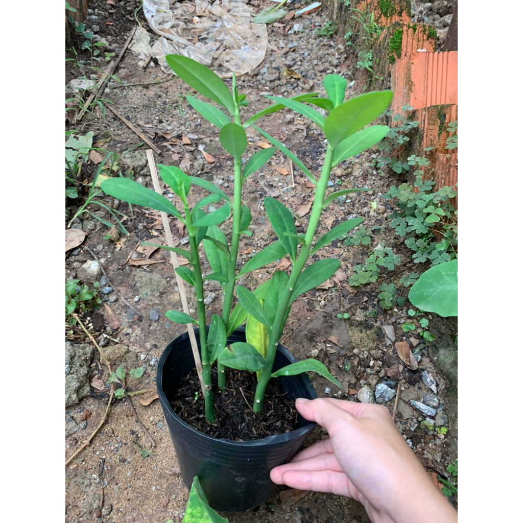 [Cây dược liệu] Thạch Anh/ Công Đức - Trang Flowers | Shopee Việt Nam
