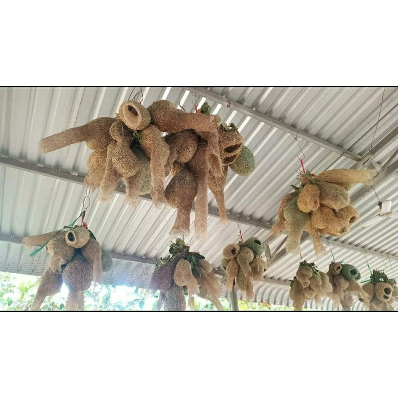 Tổ chim dòng dọc | Shopee Việt Nam