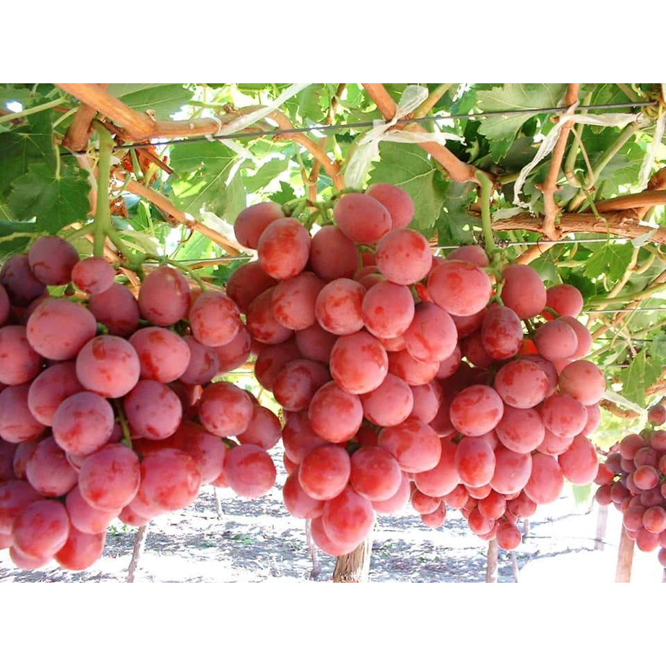 Cây giống nho rubi hồng(CÂY GIỐNG EAKMAT HOÀ THẮNG) | Shopee Việt Nam