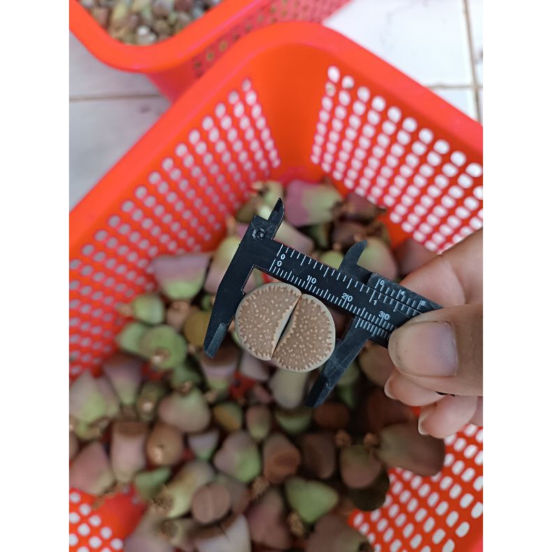 Sen mông (lithop) | Shopee Việt Nam