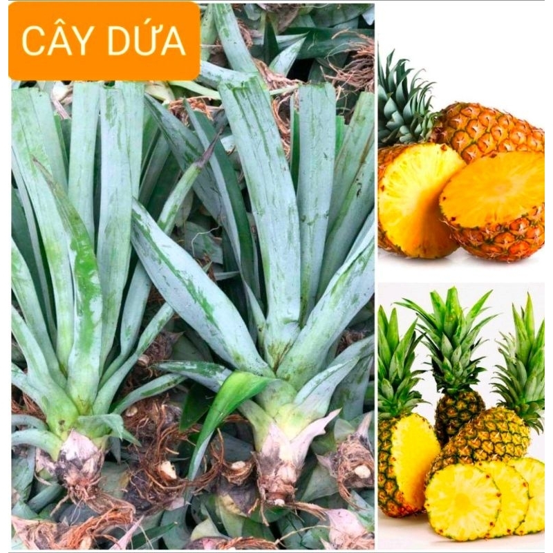 Combo sỉ 10 hom/khóm cây giống dứa thơm mật cao sản | Shopee Việt Nam