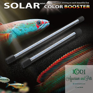 Đèn Cá Lóc Neo-Helios Solar Color Booster | Shopee Việt Nam