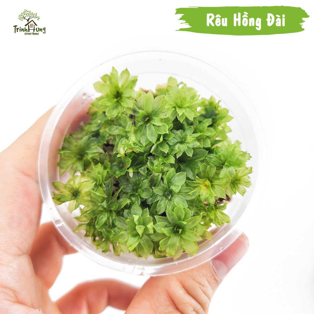[TỔNG HỢP] Các loại rêu đẹp setup bán cạn, terrarium, bonsai, trang trí ...